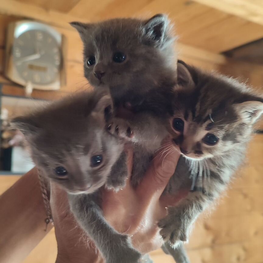 Котята в добрые руки 1 месяц