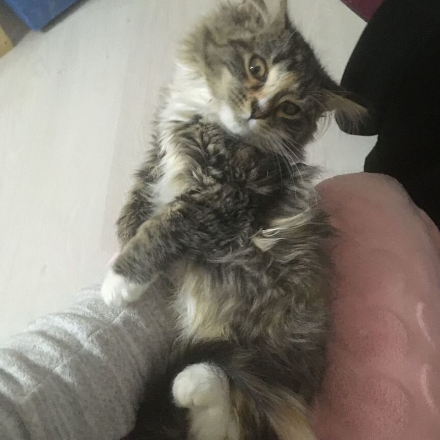 Сибирская Кошечка,Котёнок