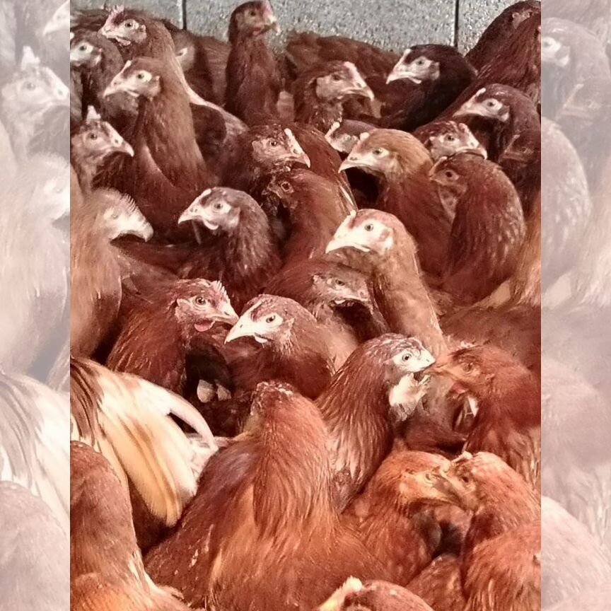 Куры молодки с доставкой