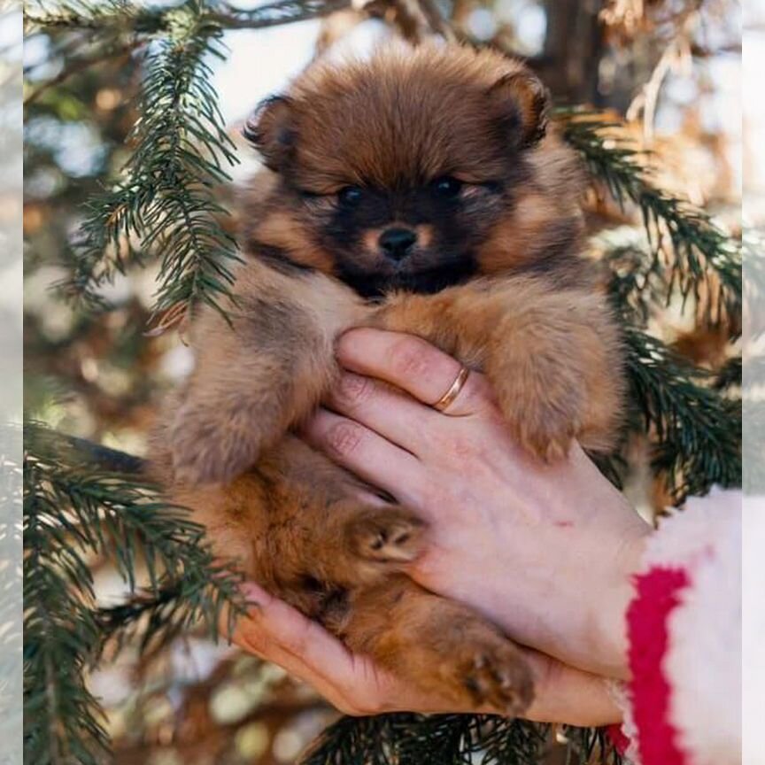Померанский шпиц, щенок