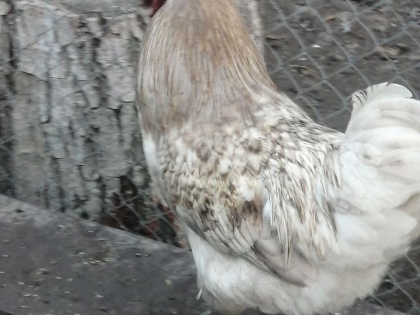 Молодые петушки