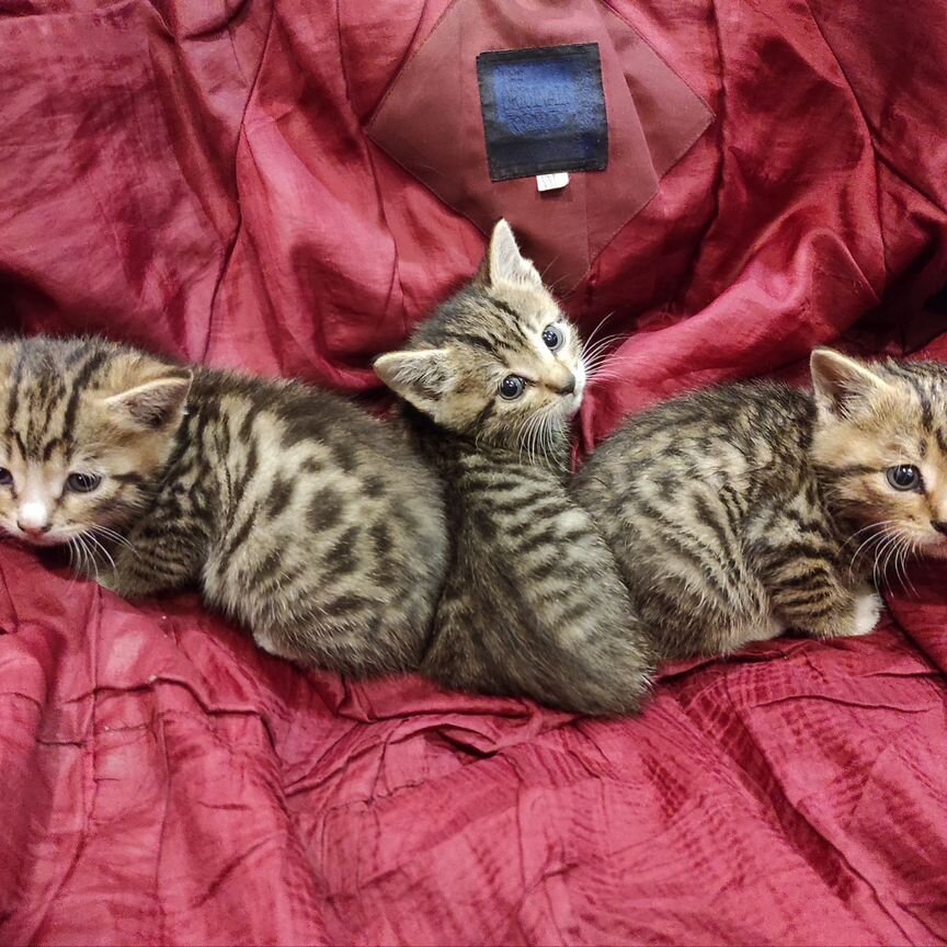 Котята в добрые руки