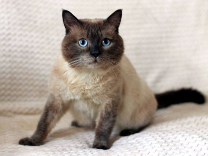 Сиамский кот