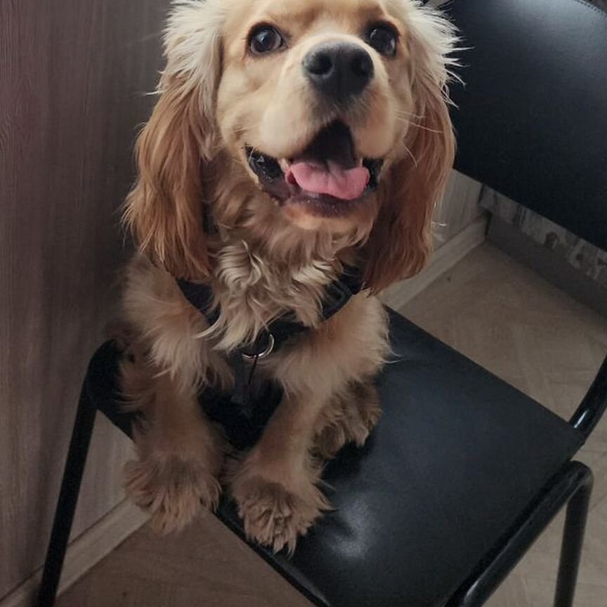 Американский кокер-спаниель, взрослый пёс