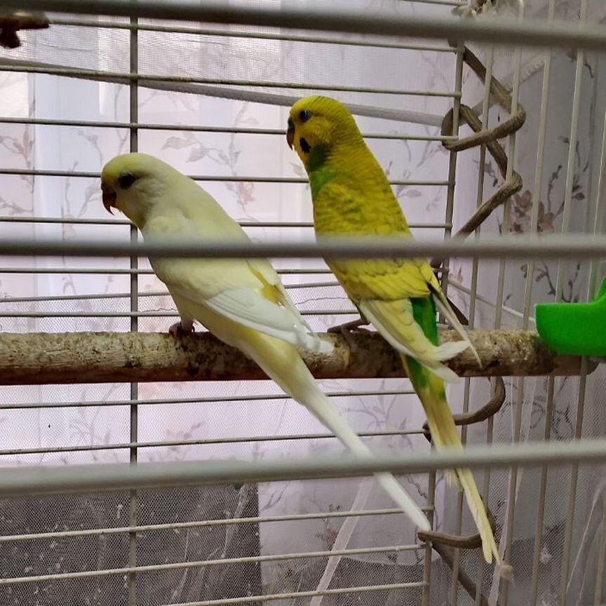 Волнистый попугай