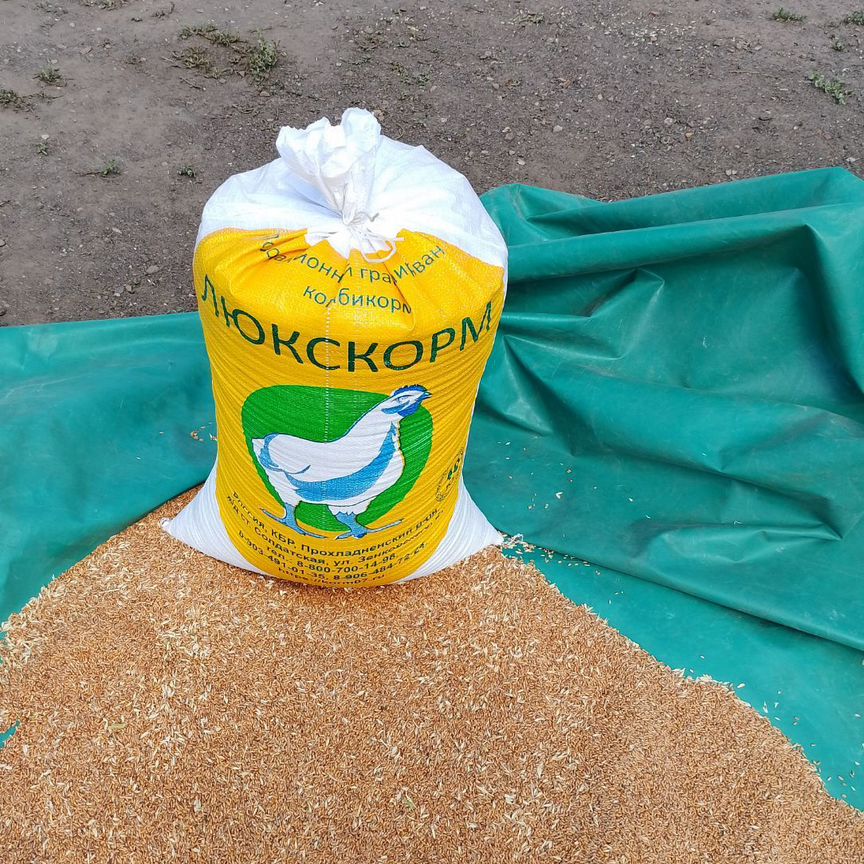 Зерно новый урожай