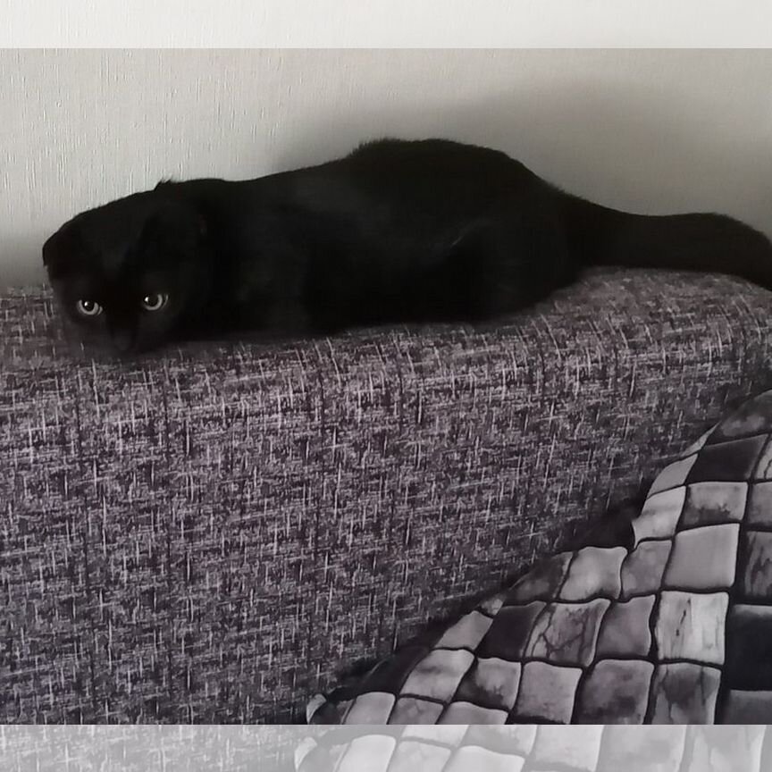 Котик. Может кто-то ищет