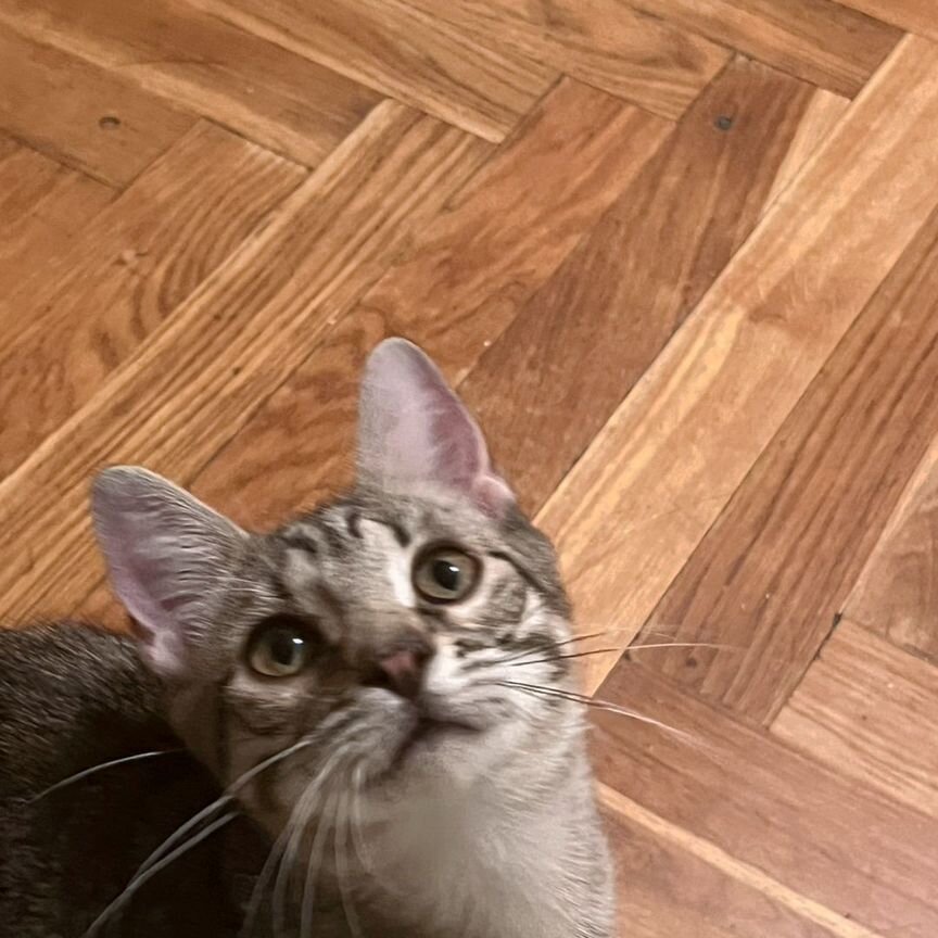 Котенок мальчик в добрые руки