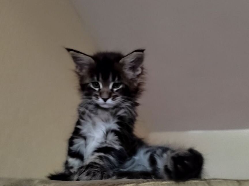 Котята мейн-кун