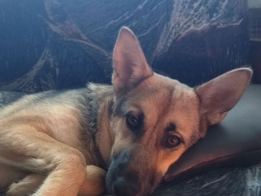 Добрая Бася в добрые руки