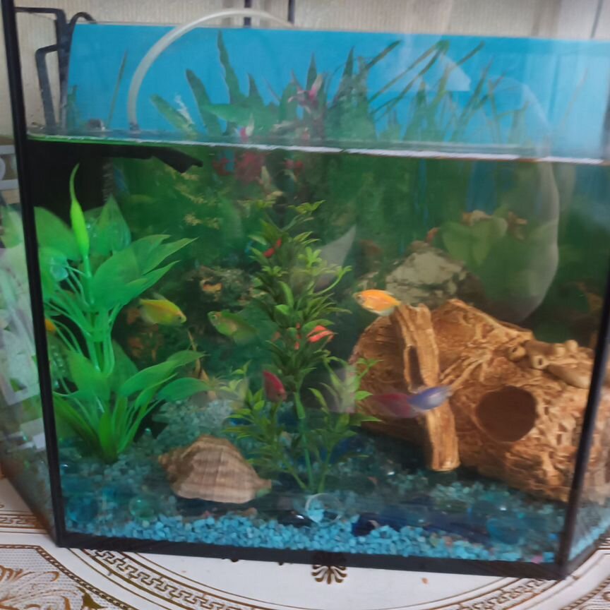Аквариум с рыбками