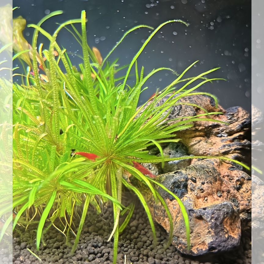 Креветки Вишня /Red Cherry Shrimp