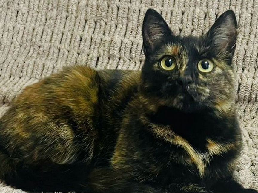 Котята из замерзших подвалов в добрые руки