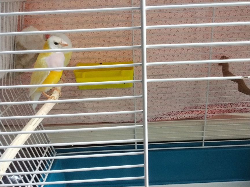 Амадины гульда