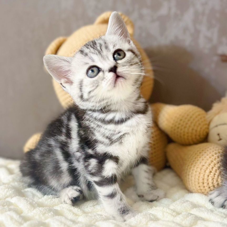 Шотландские котята