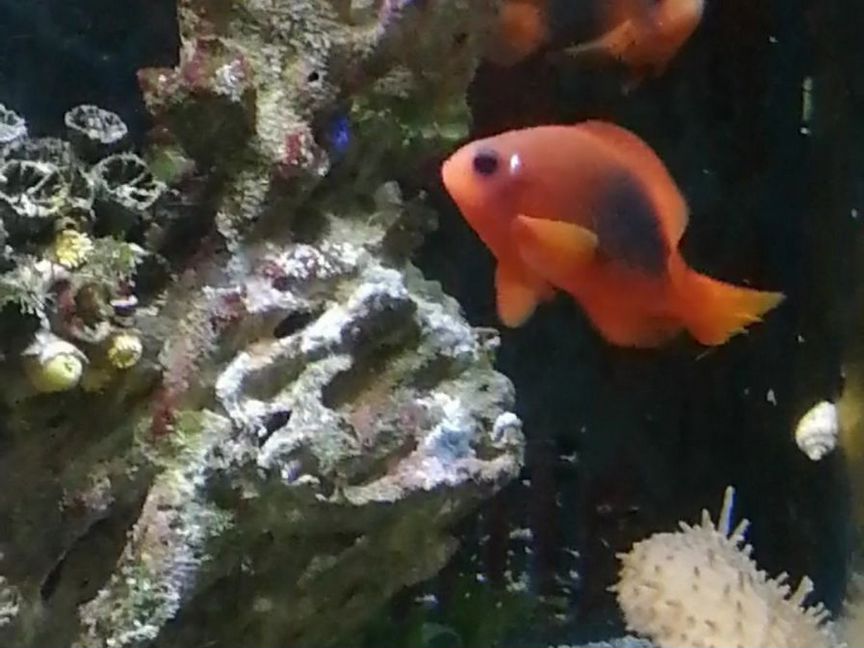 Морская Рыбка клоун