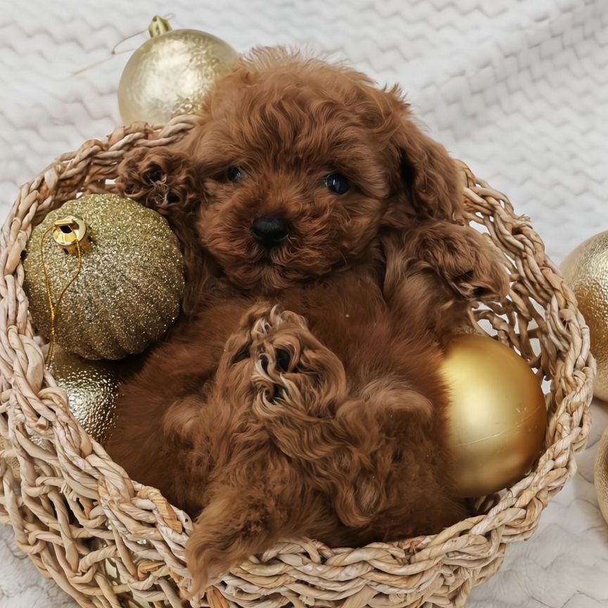 Той-пудель, щенок