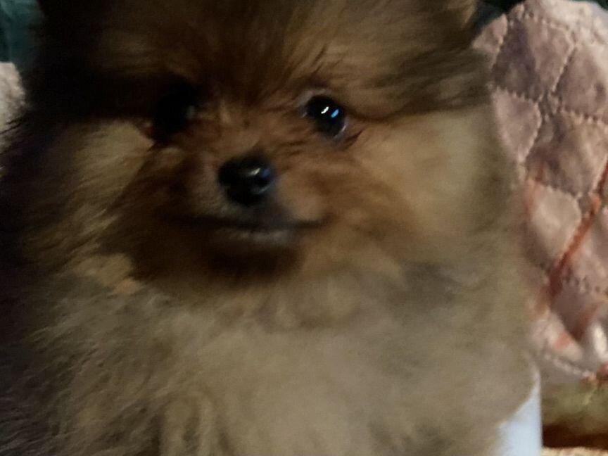 Щенки померанского шпица