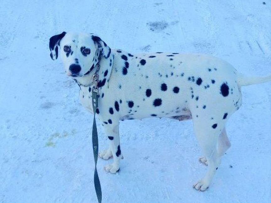 Далматинец