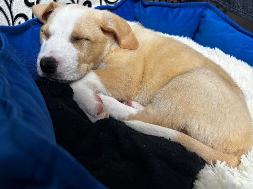 Щенок в добрые руки бесплатно