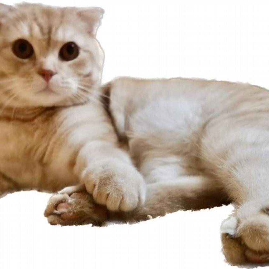 Британская