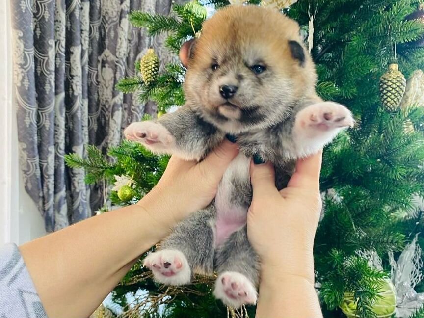 Акита супер дети из питомника