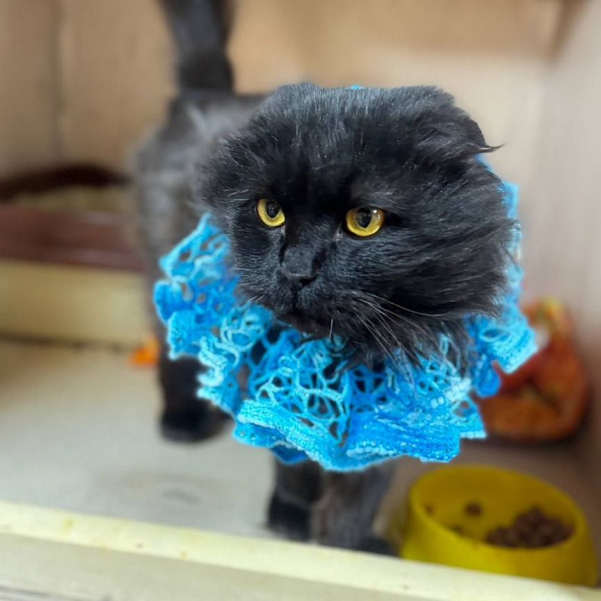 Взрослый кот в добрые руки