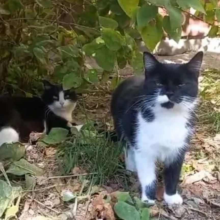 Выбросили двух котеек