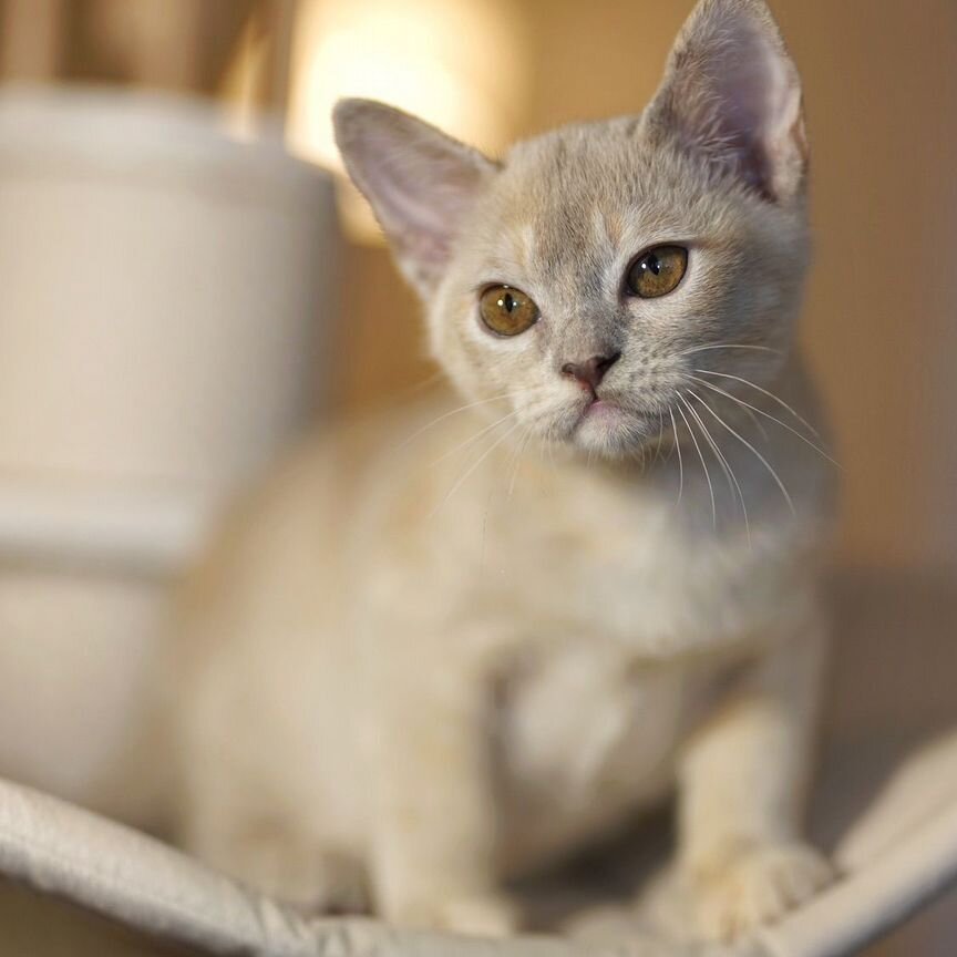 Европейский бурманский котёнок