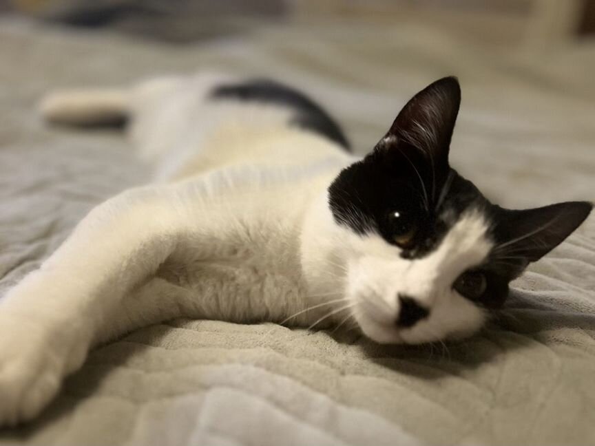 Мурчательный мальчик в поисках дома