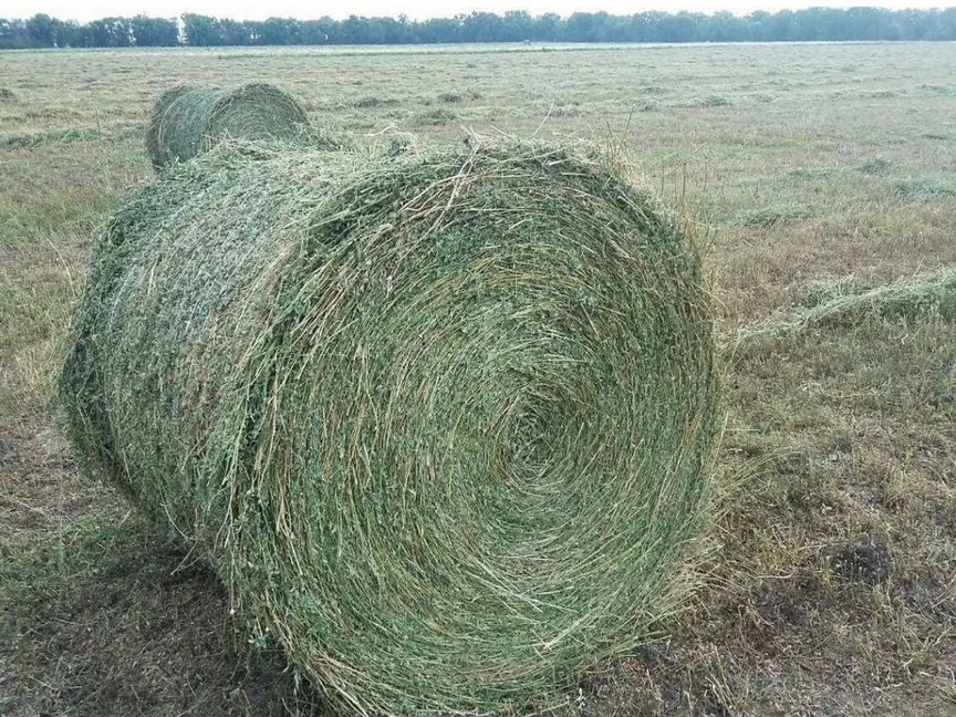 Продажа сена в рулонах