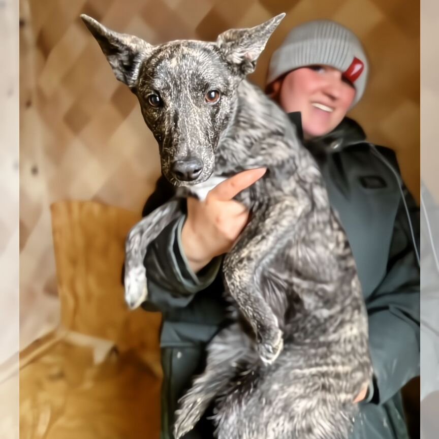 Взрослая собака в добрые руки