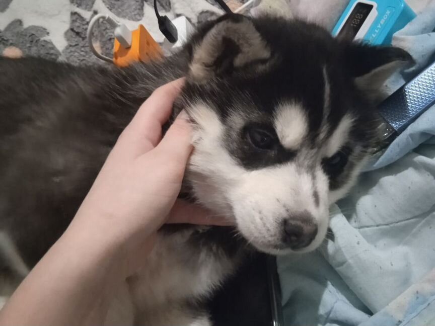 Сибирский хаски