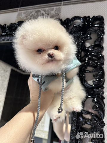 Vip померанский шпиц