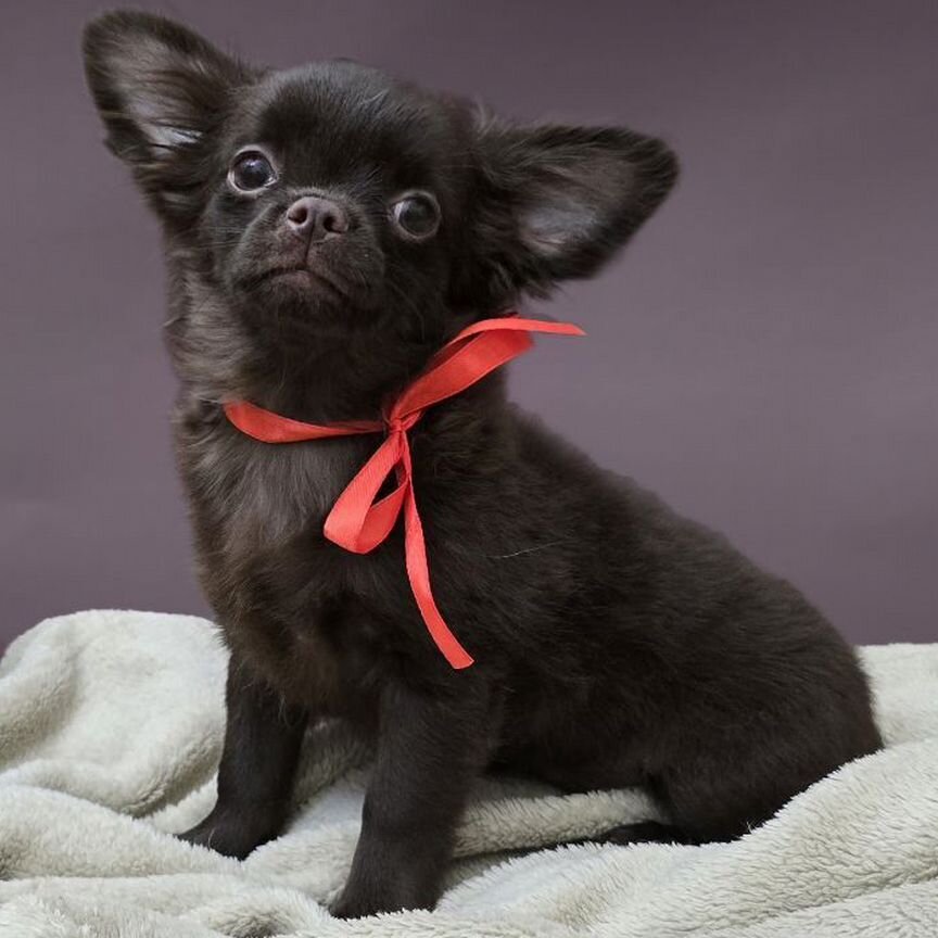 Чихуахуа, щенок