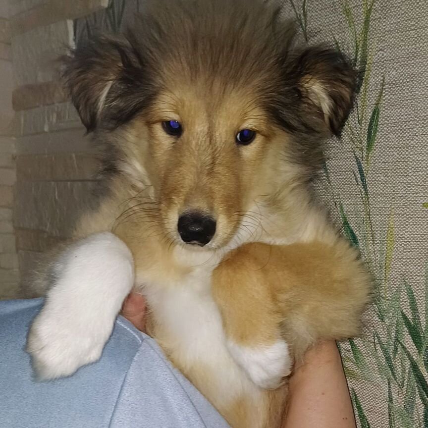 Колли, щенок