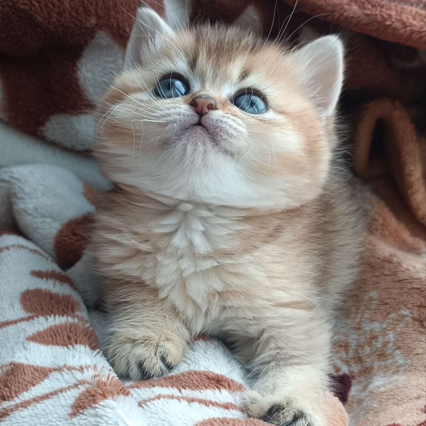 Британский длинношёрстный котёнок