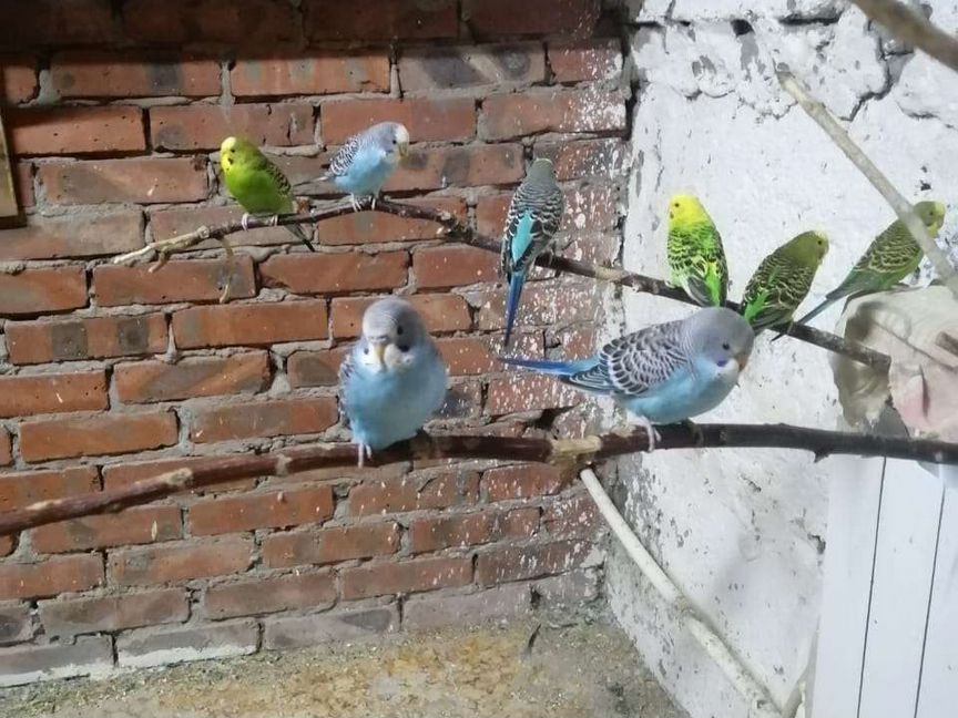 Волнистые попугайчики