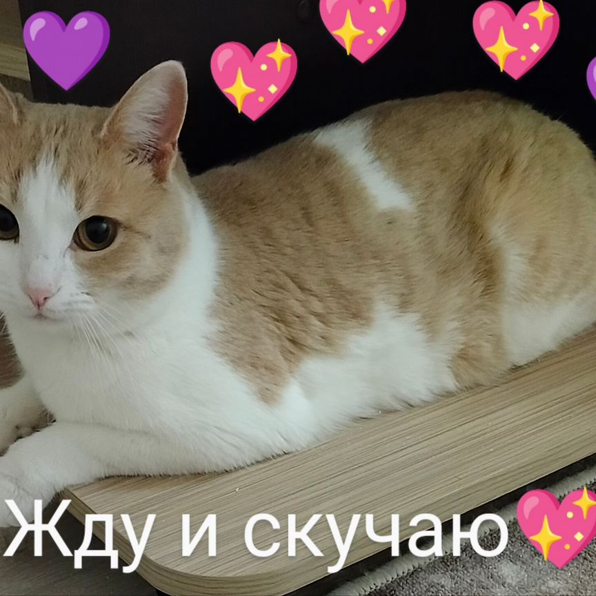 Кот Вася в добрые руки