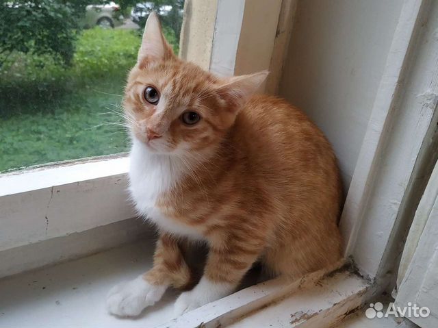 Маленький рыжий котенок хочет домой