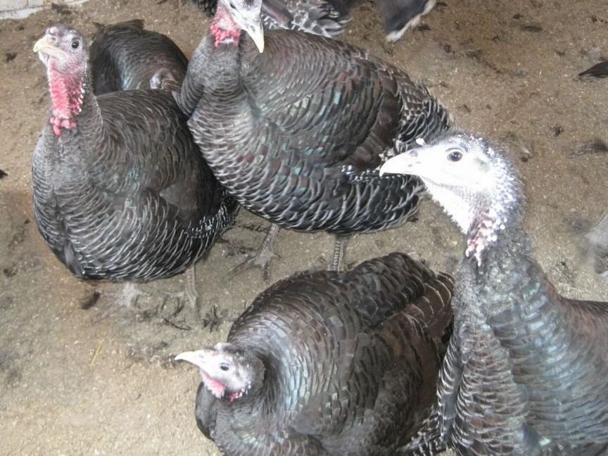 Индюшки на племя