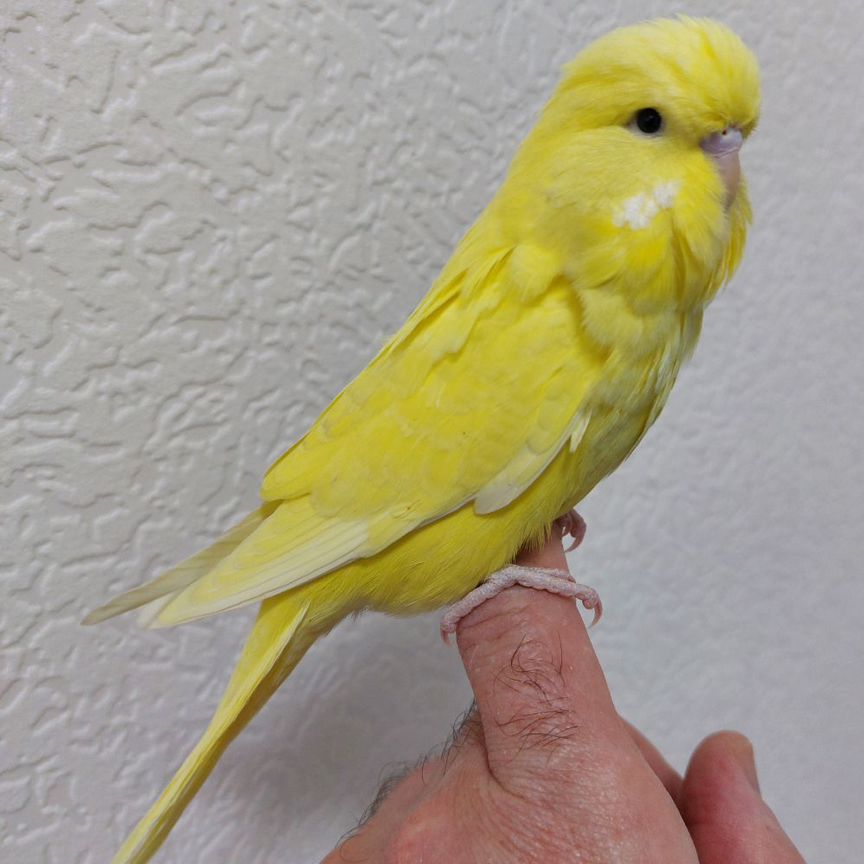 Выстовочные Волнистые Попугаи