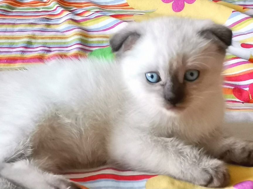 Шотландские котята