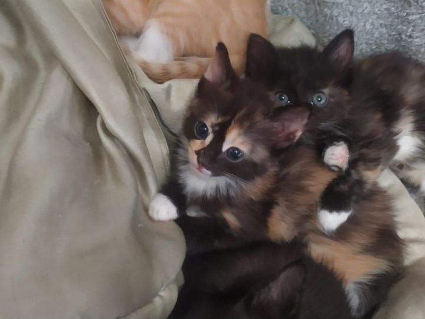 Котята