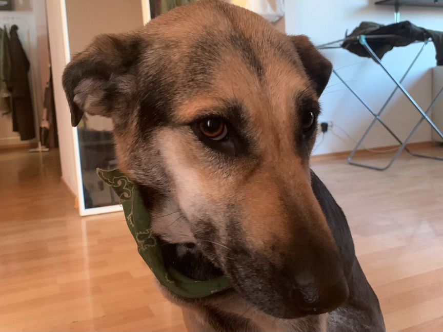 Усатая кокетка в добрые руки