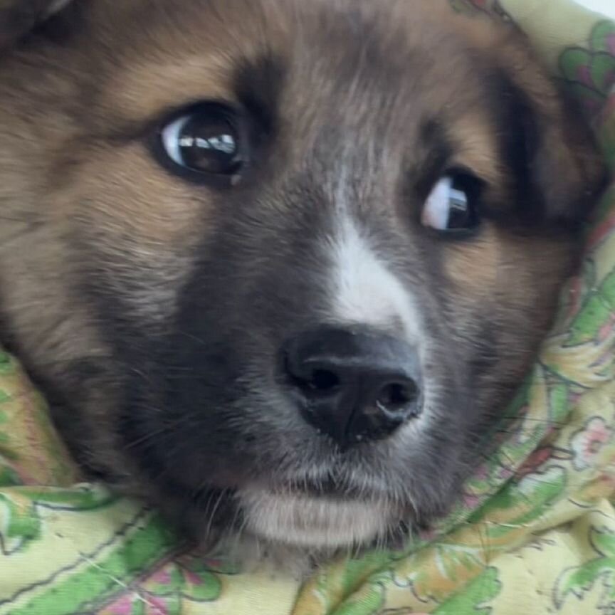 Щенок в добрые руки