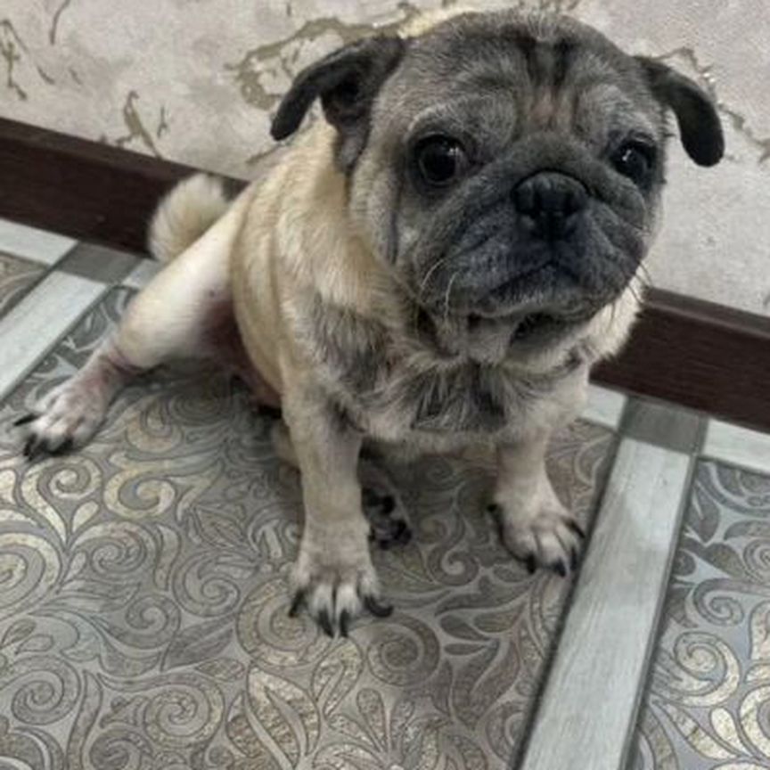 Мопс, взрослая собака