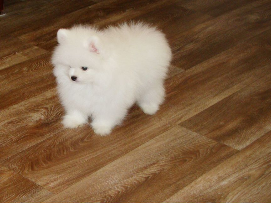 Шпиц мальчик мини красавчик