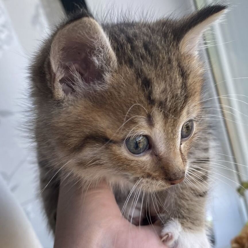 Домашние животные котята бесплатно