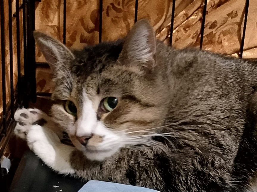 Котик добряк